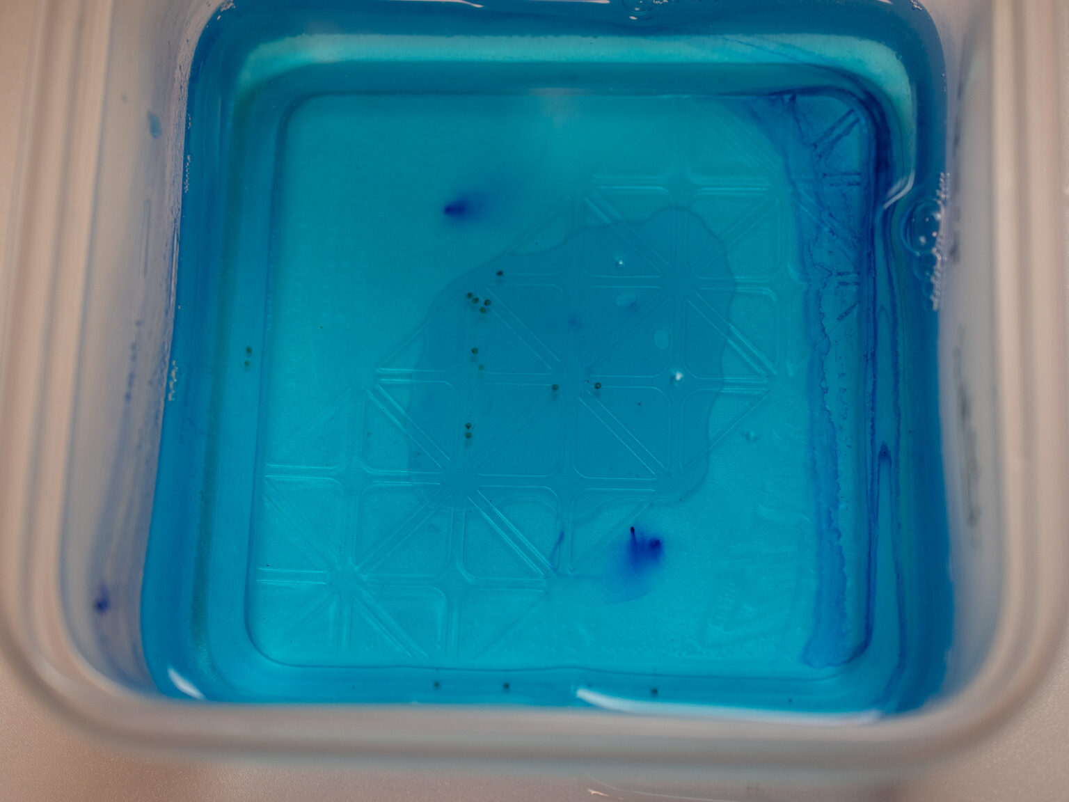 【初心者向け】メダカの卵を見つけたらするべきこと【孵化率向上】｜ちわ丸メダカブログ